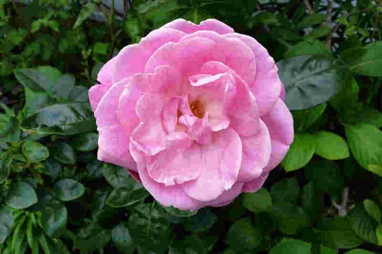 23 Signs of Hypnosis: How to Tell If Someone Is Hypnotized - Max Trance